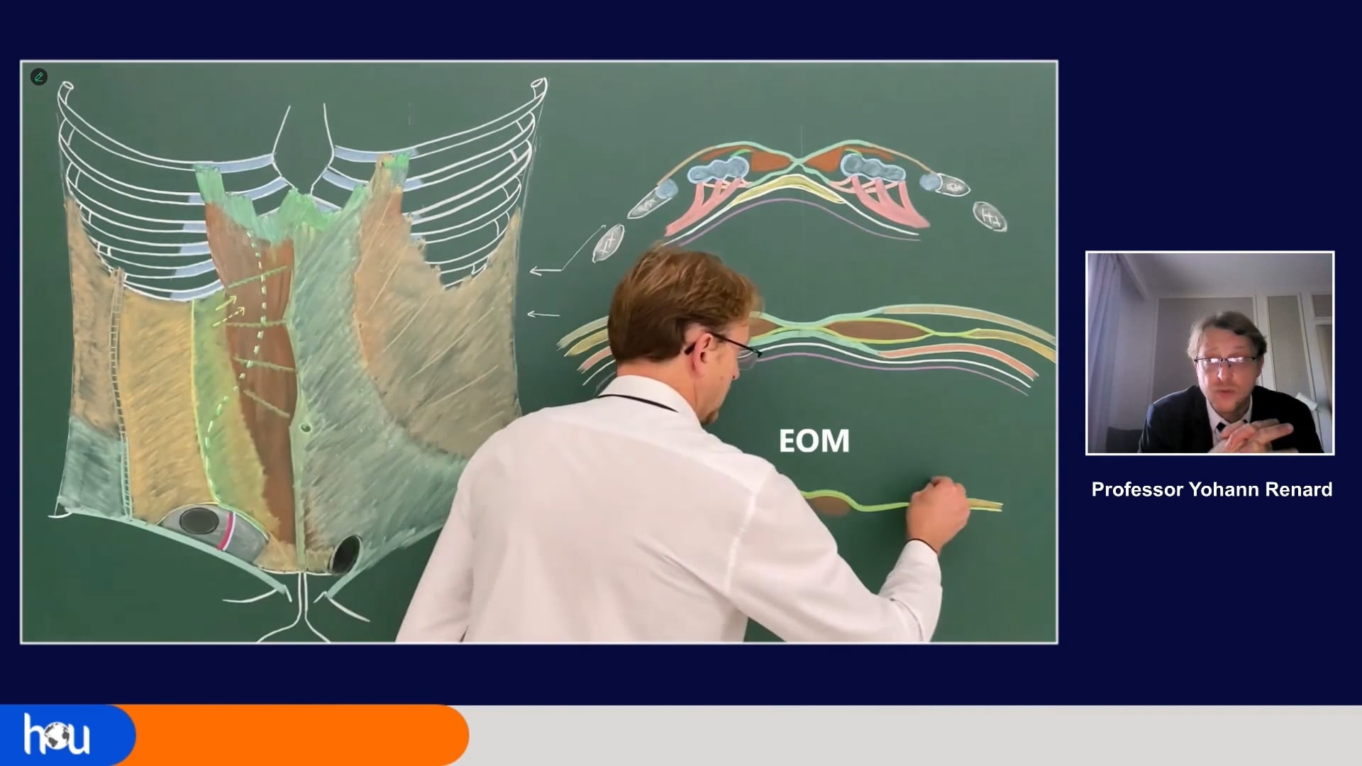 Let’s Chalk About Anatomy – Part 1 - Hernia U